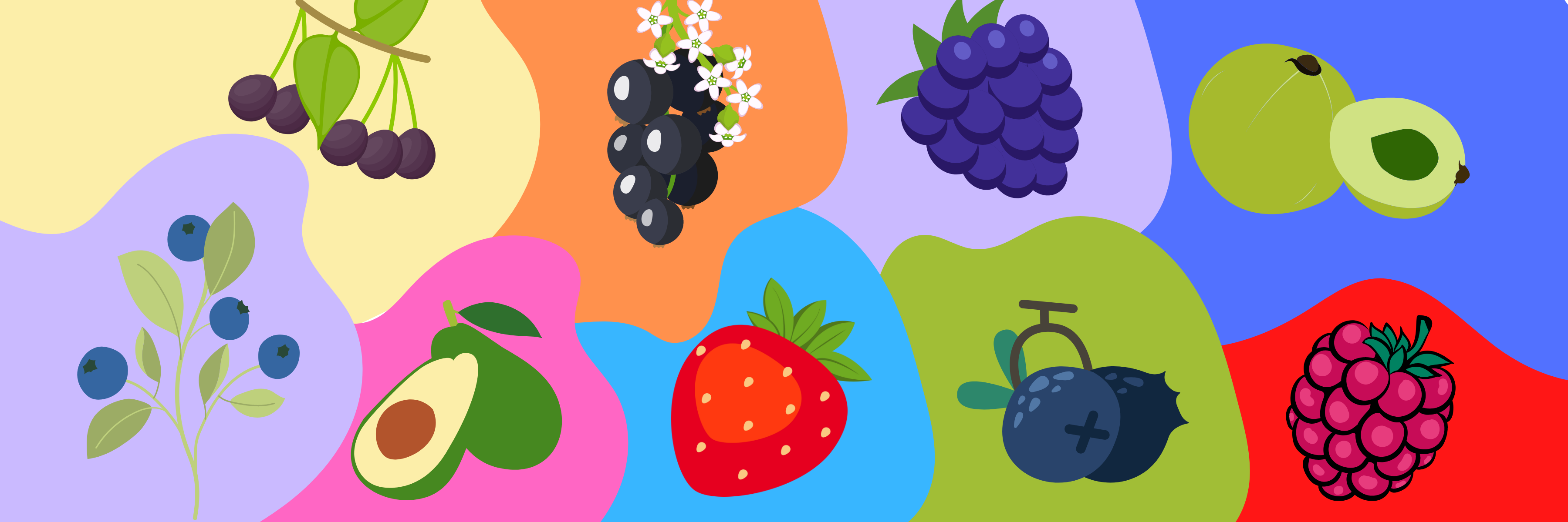 Berries- Treats amidst the Greens - Panorama361°